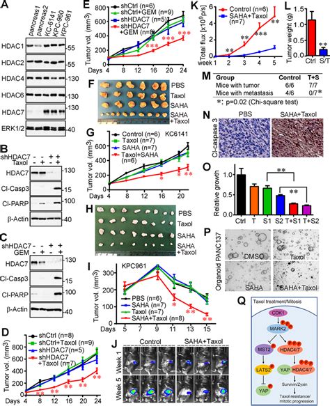 Inhibition Of Hdac Promotes Chemosensitivity In Vivo A Protein Download Scientific Diagram