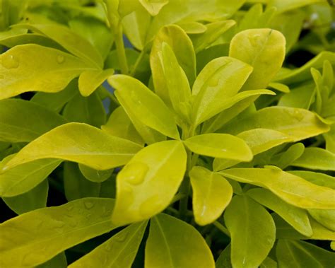 Choisya Ternata Sundance Secret Garden Growers
