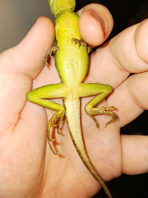 Can Anyone Tell The Sex Of This Juvenile Cwd Im Stumped And This Is