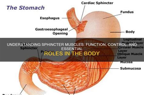 Understanding Sphincter Muscles Function Control And Essential Roles