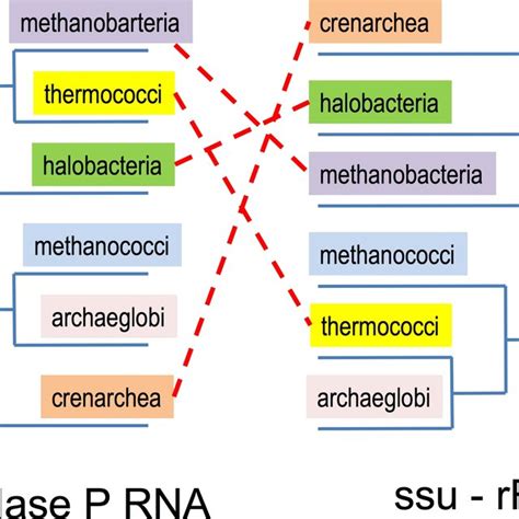 Seeded Phylogenetic Unordered Tree Alignment In The Context Of