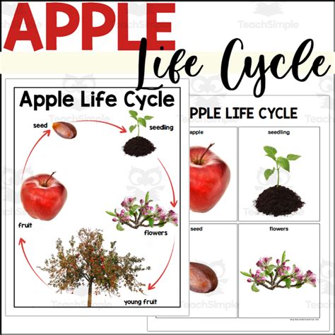 Apple Seed Life Cycle Sequence Cards Apple Preschool Preschool Apple
