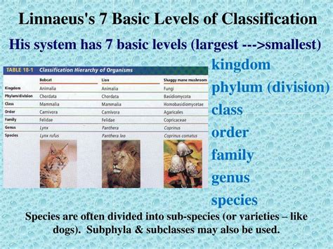 Levels Of Linnaeus Classification System At Annabelle Finlay Blog