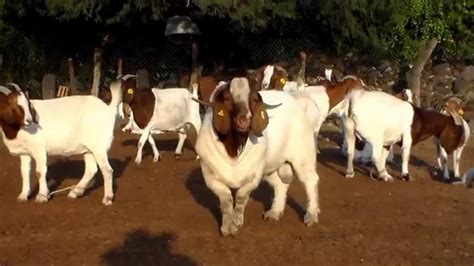 Chivo boer, hermoso ejemplar, crías a la venta cel. 2371002818 vía ...
