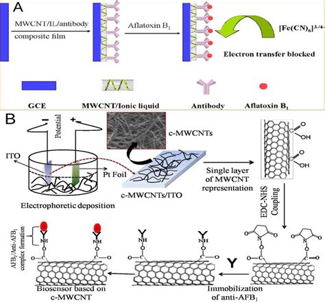 Schematic Representation Of C Mwcnts Based Biosensor For Afb1 Detection
