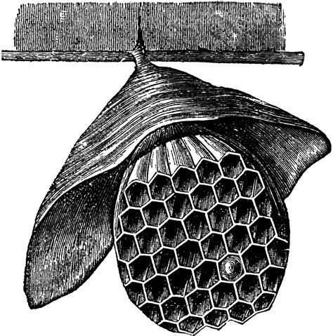 hanging hornet s nest clipart etc