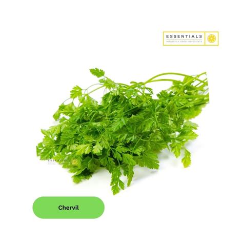 Fresh Chervil Malaysia Essentialsmy