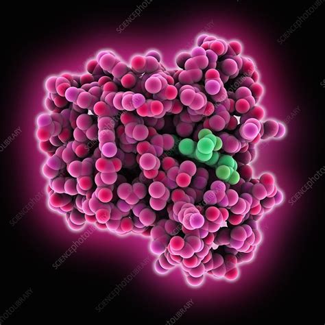 Myoglobin Molecule Stock Image C015 5702 Science Photo Library