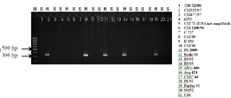 Sequence Characterized Amplified Region Scar Scae19 336 Download