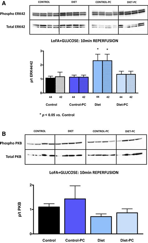 Preconditioning And The Risk Pathway During Reperfusion Of Hearts From