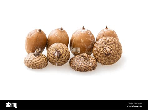 Acorns Isolated On The White Background The Acorn Or Oak Nut Is The