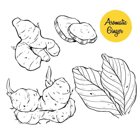 Premium Vector Hand Drawn Aromatic Ginger On White Background