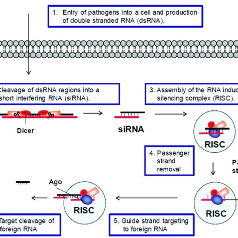 Rna Interference Rnai Defense Pathway The General Steps Of The Rnai