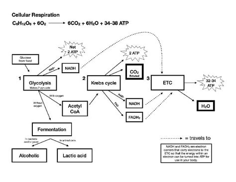 Cellular Respiration Flowchart By Smigielski Biology Tpt