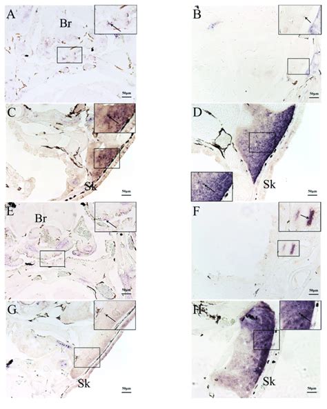 Expression Of Rags Genes In Thymus At Different Developmental Stages