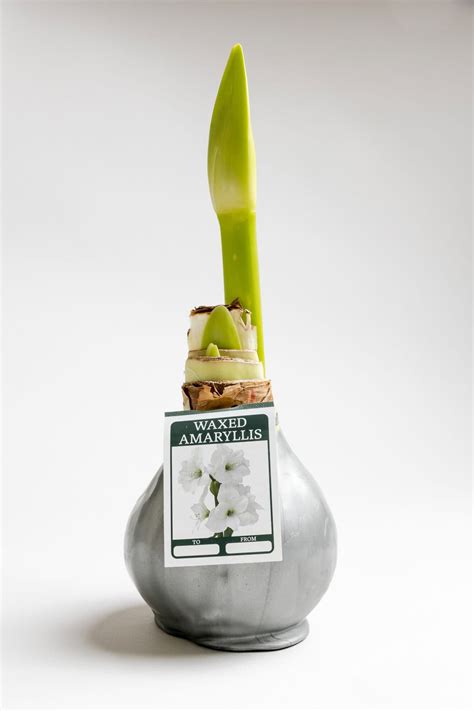 Trader Joes Waxed Amaryllis Review Effortless Holiday Blooms With A