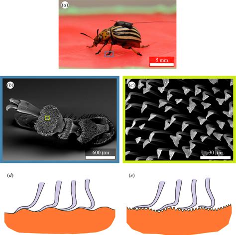 Insect Adhesion In Interaction With Plant Surface A Colorado Potato Download Scientific