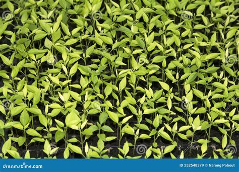 Small Saplings Of Various Species That Farmers Grow For Planting And