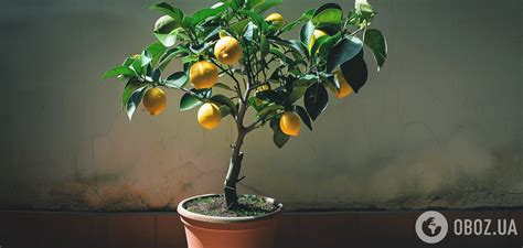 Як виростити вдома лимон із кісточки поради Oboz Ua