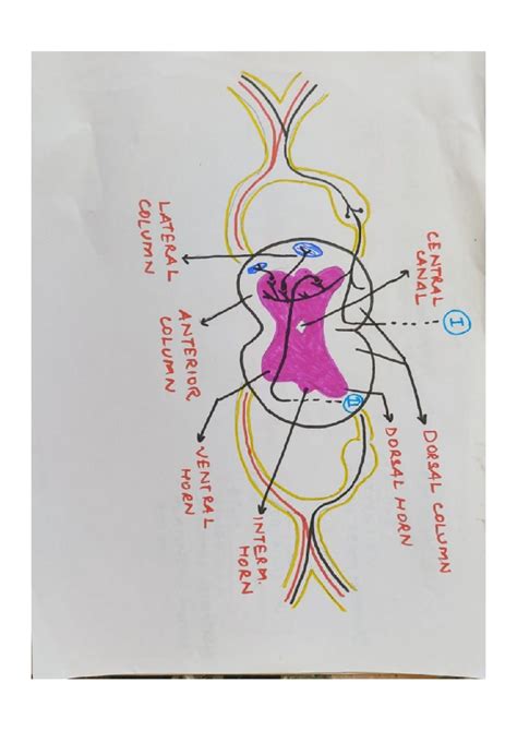 Anterolateral Spinothalamic Pathway Bpharma Studocu