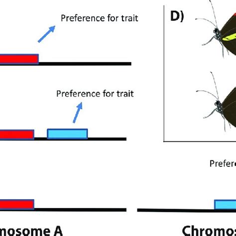 Hypothesized Genetic Architecture Of Assortative Mating A A Single