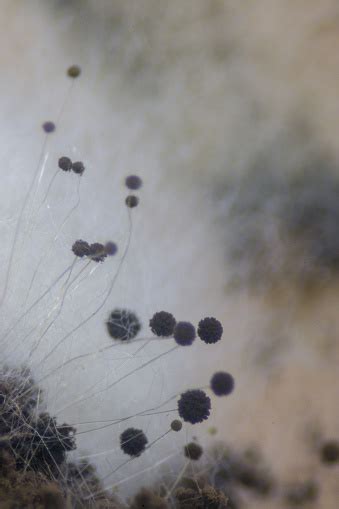 Rhizopus Di Bawah Mikroskop Foto Stok Unduh Gambar Sekarang Istock