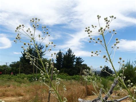 Ñuble Naturaleza Chupalla