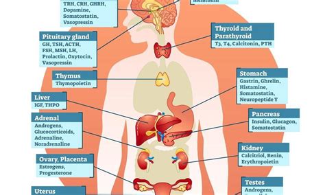 Brain Aneurysm Pcom Involvement Paddy Kalish Od Optometrist