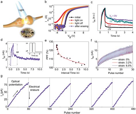 Synaptic Properties Of The Stretchable Mos2 Devices A Diagram Of The