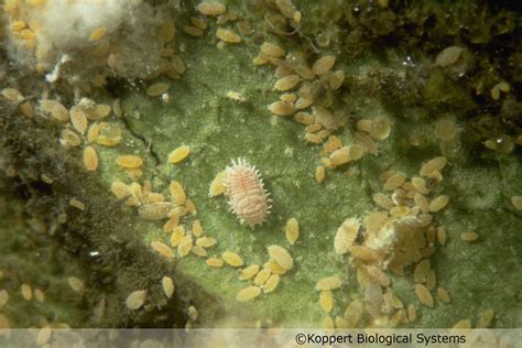 Planococcus Citri Adultandlarva Citrus Mealybug Koppert Biol… Flickr