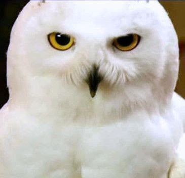 Hedwig Harry Potter Snowy Owl Companion White Owl Hedwig