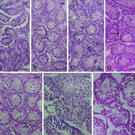 Schematic Depictions Demonstrating The Overall Postnatal Developmental Download Scientific