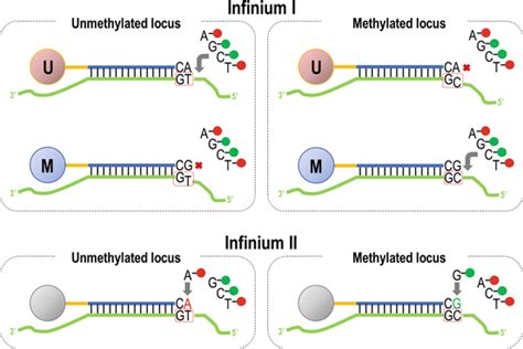 illumina humanmethylation beadchip for genome wide dna methylation
