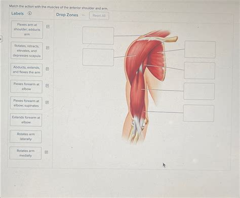 Solved Match The Action With The Muscles Of The Anterior Chegg