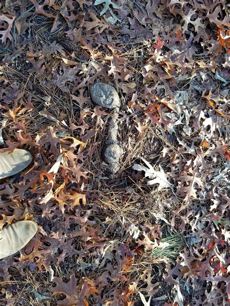 I Found Some Tree Roots That Look Like Nice Boobs While Hiking R Pics