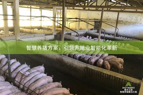 智慧养猪方案：引领养殖业智能化革新 大牧云
