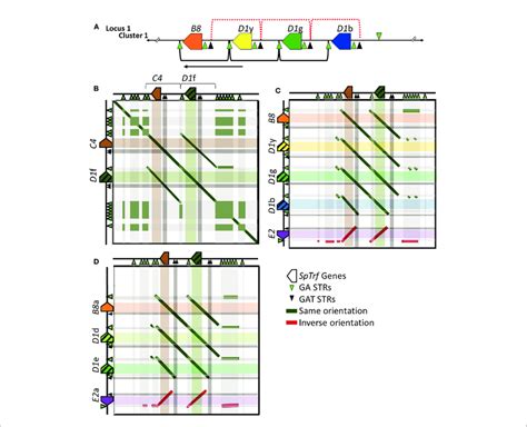Representative Dot Plots Of Cluster Compared To Other SpTrf Download Scientific Diagram
