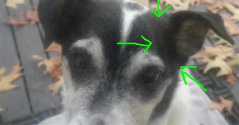 13yo Jrt Has Sunken Area Left Side Of Face Vet Suspects Trigeminal