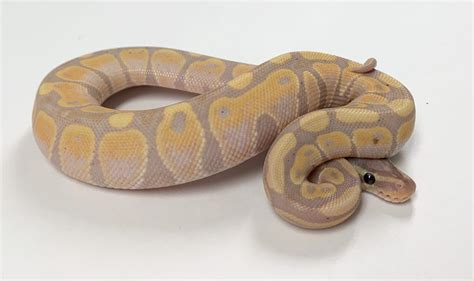 Banana Ball Python Traits Morphpedia
