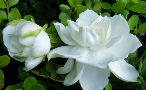 栀子花的花语有哪些？百科ta说