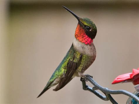 Ruby Throated Hummingbird Migration A Complete Guide Birdfact