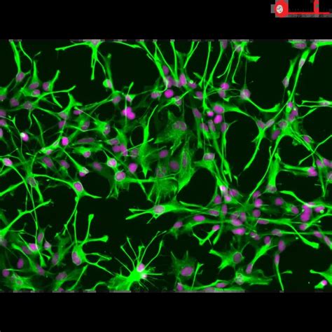1800 Sc Human Astrocytes Clinisciences