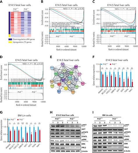 Prl2 Phosphatase Enhances Oncogenic Flt3 Signaling Via Dephosphorylation Of The E3 Ubiquitin
