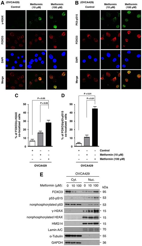 low doses of metformin induce foxo3 nuclear localization and