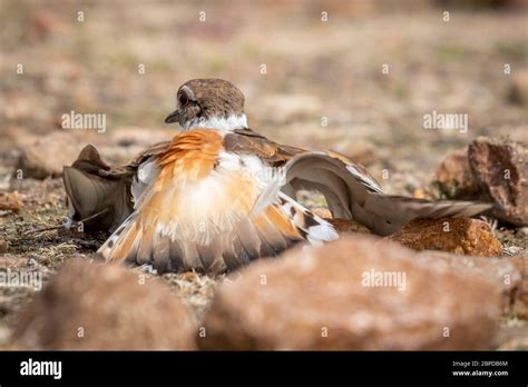 An Adult Killdeer Either The Mother Or Father Will Pretend To Be