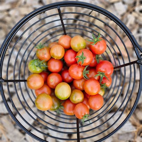 Determinate And Indeterminate Tomatoes All You Need To Know