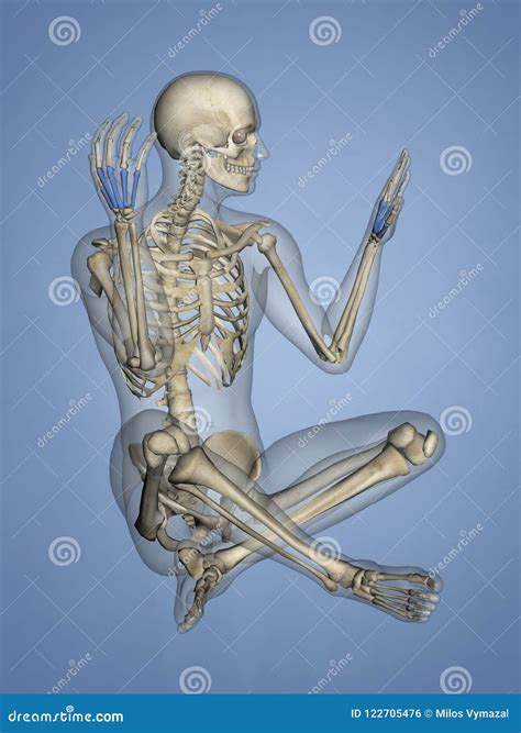 Metacarpus Human Skeleton 3d Model Stock Illustration Illustration Of Figure Bone 122705476