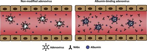 albumin binding adenoviruses circumvent pre existing neutralizing