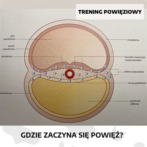 Trening Powięziowy 🔵 Gdzie Zaczyna Się Powięź 🔵 Zacznijmy Od Samego Początku Poczęcia