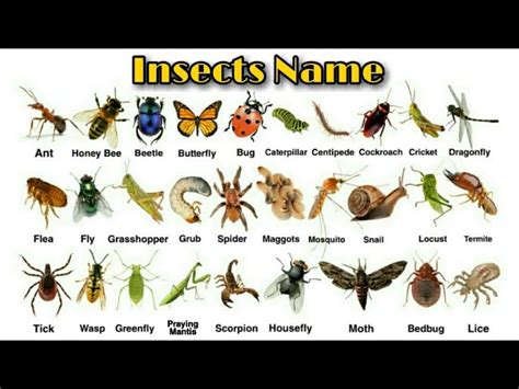 Insects Names New York Puzzle Company Vintage Images Insects
